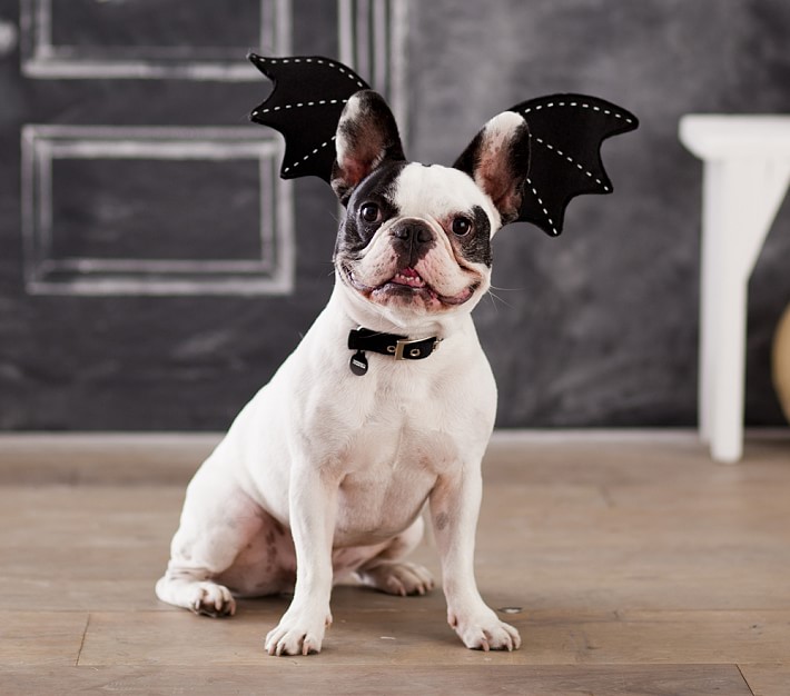 Bat Pet Costume | Pottery Barn Kids
